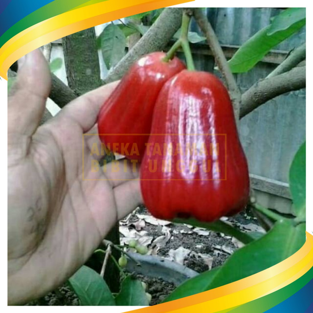 Jual Bibit jambu air madu deli merah | Shopee Indonesia