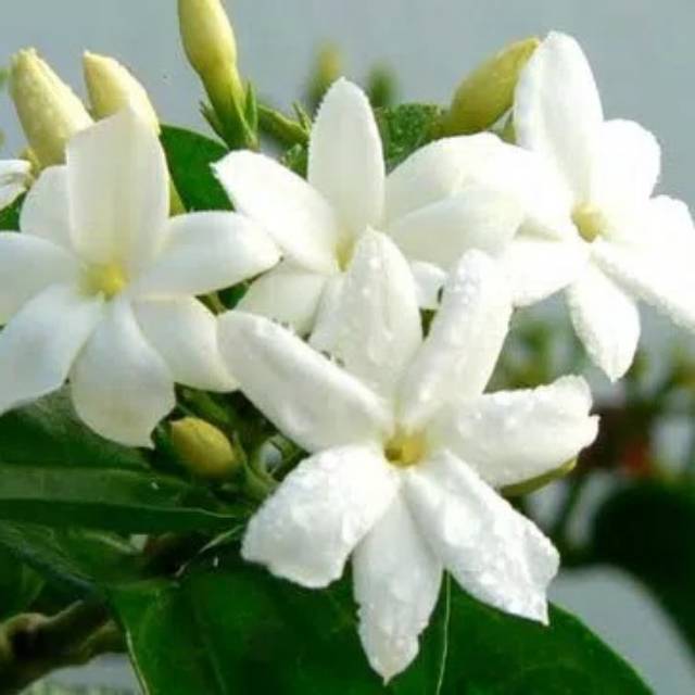 Jual 5 Stek batang / Bibit tanaman bunga melati harum/ jasmine | Shopee ...