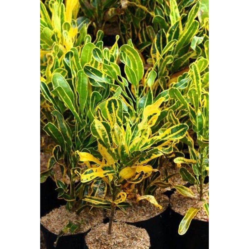 Jual Tanaman Puring | Shopee Indonesia