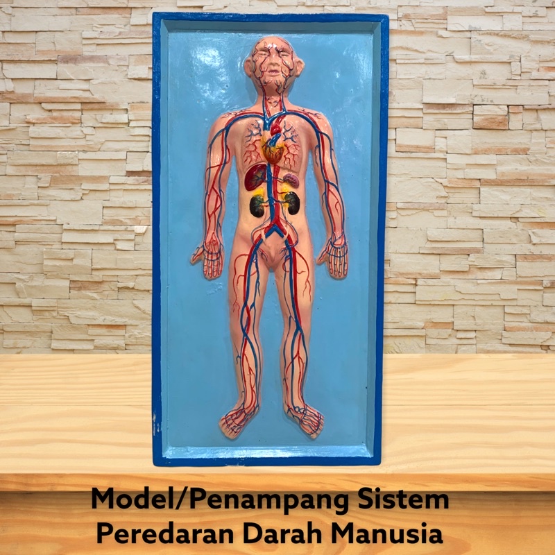 Jual Alat Peraga torso Peredaran Darah Manusia - Alat Peraga Biologi ...