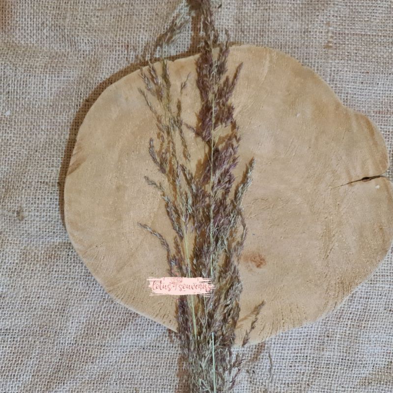 Jual (10 tangkai) pampas Momo wild grass | Rumput pampas lokal kering ...