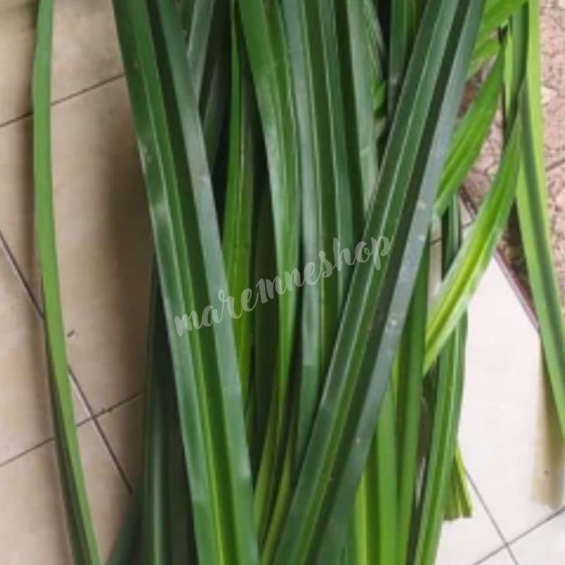 Jual Daun Pandan Besar / Jumbo Bacang asli Bangka ( Baca Deskripsi ...