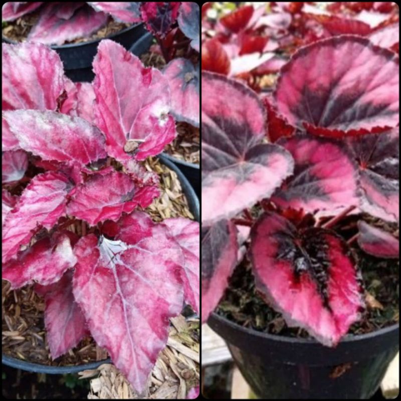 Jual paket dua jenis begonia 1 pink legacy mixado+ 1 begonia red chilli ...