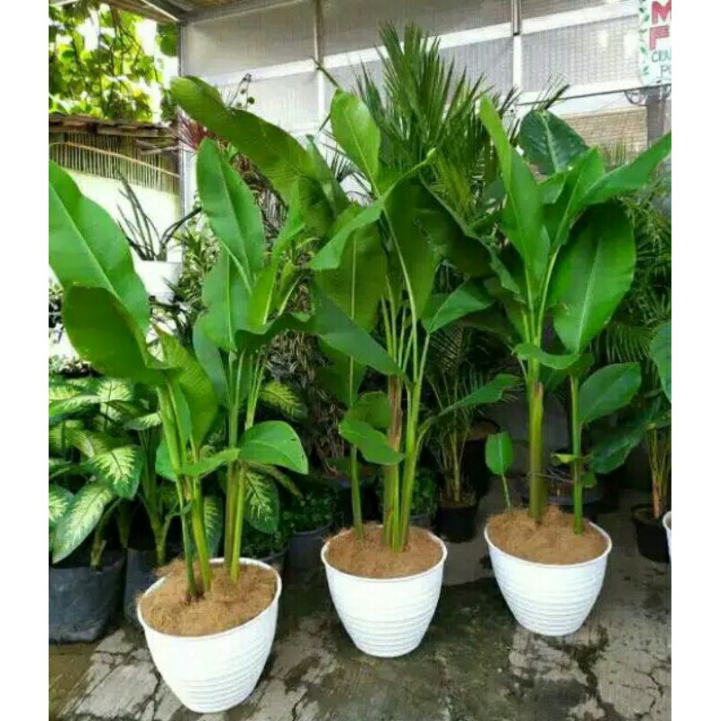 Jual tanaman hias pisang caribay / bihay tinggi 80 - 100 cm daun ...