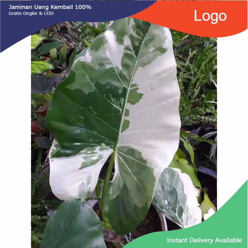 Jual NEW!! tanaman hias sente variegata umbi / umbi sente variegata ...