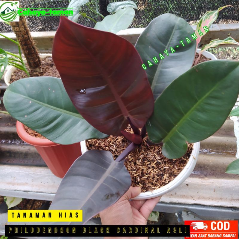 Jual philodendron black cardinal asli super tanaman hias philodendron ...