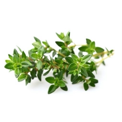 Jual Daun Thyme Segar 50gr Rempah Daun Timi | Shopee Indonesia