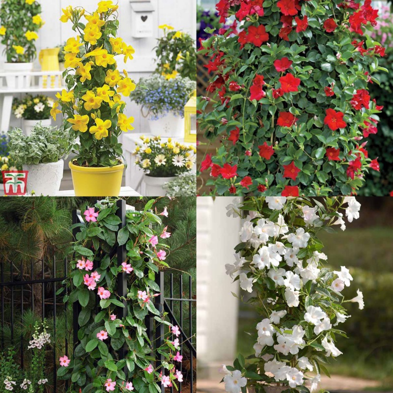 Jual Tanaman Bunga Mandevilla Merambat | Shopee Indonesia