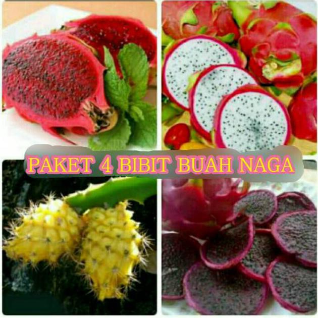 Jual Paket 4 Bibit Buah Naga..Merah,Putih ,Kuning,Dan Ungu..Kami ...