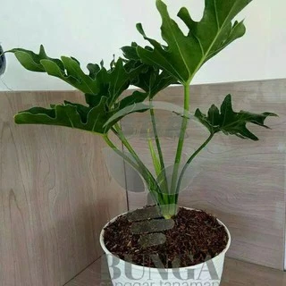 Jual bunga pilo Harga Terbaik & Termurah Maret 2026 | Shopee Indonesia