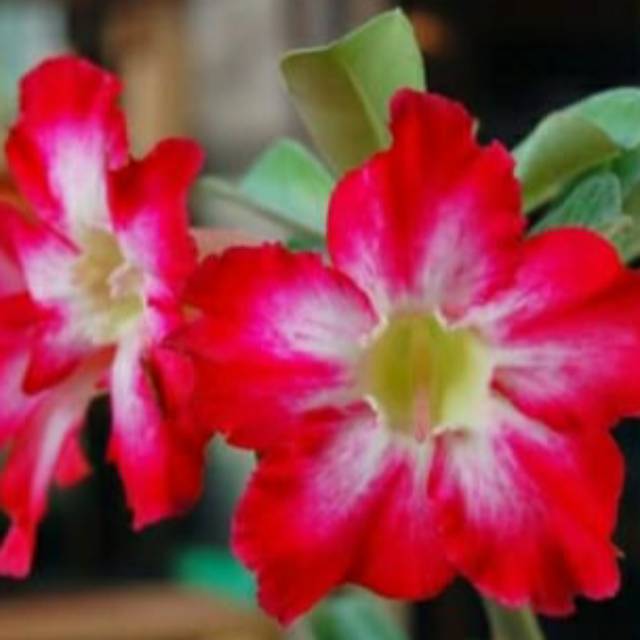 Jual Tanaman Hias Adenium Bunga Tumpuk Merah Adenium Bunga Tumpuk