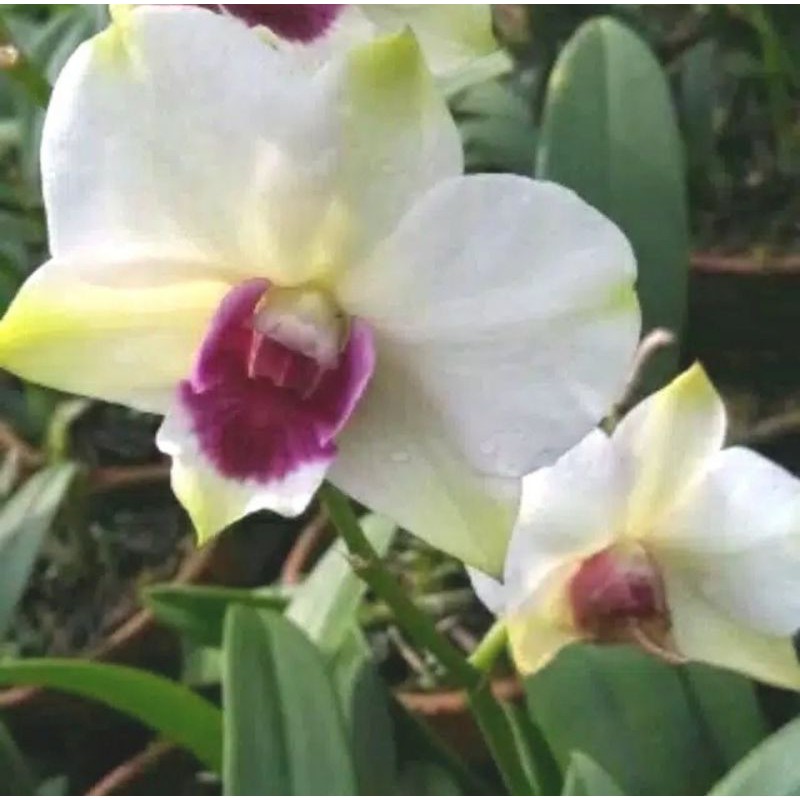 Jual Pohon Anggrek Dendrobium Bunga Putih Dewasa / NGS x Shrimapho ...