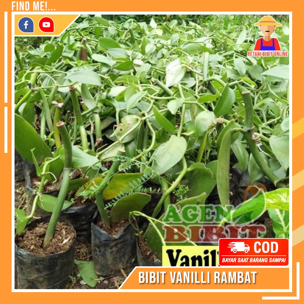 Jual Bibit Buah Vanili Rambat Bibit Tanaman | Shopee Indonesia