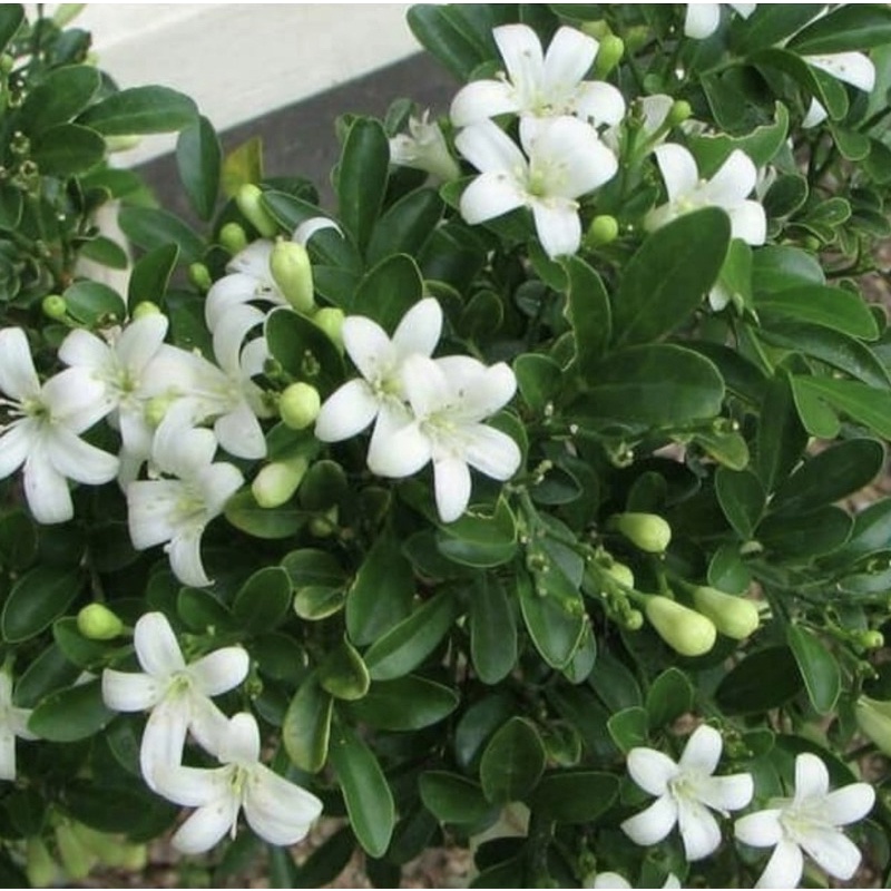 Jual Tanaman hias bunga kemuning // murraya paniculata | Shopee Indonesia