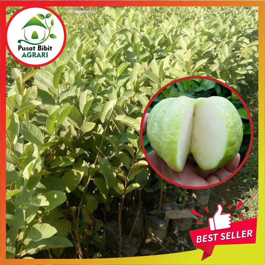 Jual Bibit Jambu Kristal Putih Asli Tanaman Buah Okulasi Super Unggul ...