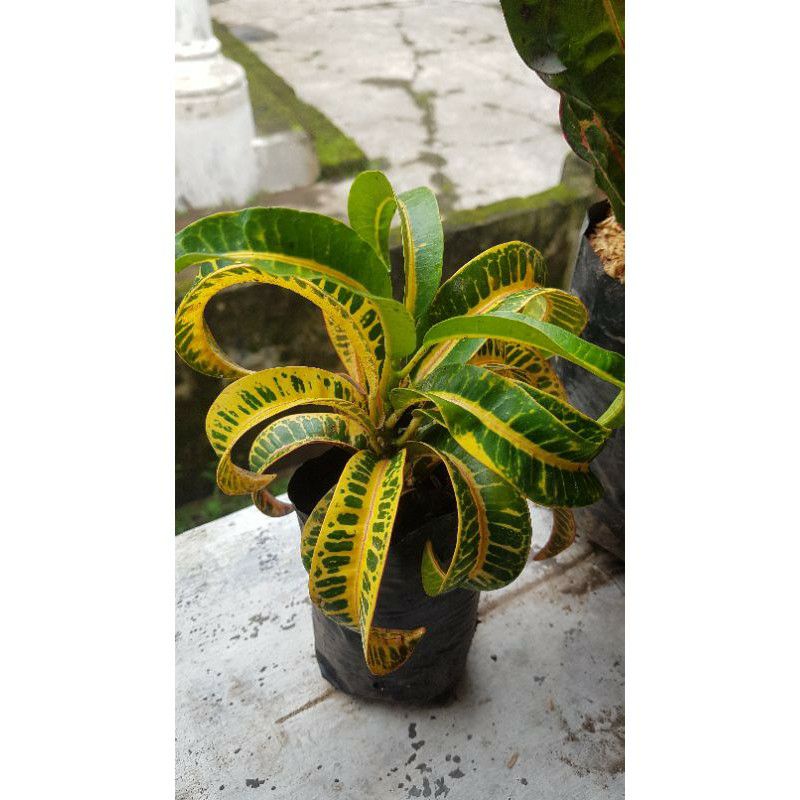 Jual TANAMAN HIAS PURING TANDUK | Shopee Indonesia