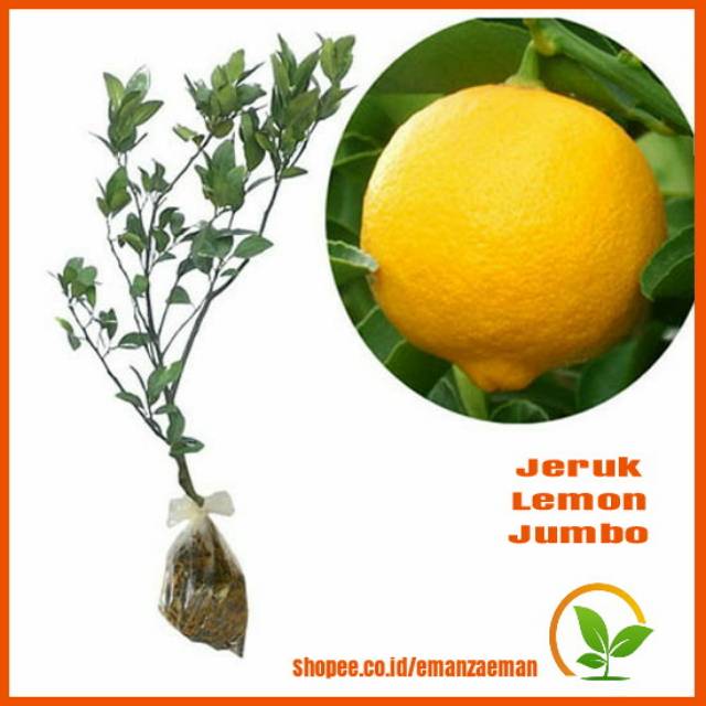 Jual Tanaman Jeruk Lemon Jumbo / Pohon Lemon Jumbo / Bibit Jeruk Lemon ... Jual Tanaman Jeruk Lemon Jumbo / Pohon Lemon Jumbo / Bibit Jeruk Lemon ...