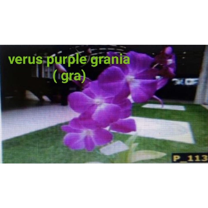Jual Anggrek dendrobium Verus Purple Grania ( GRA ) | Shopee Indonesia
