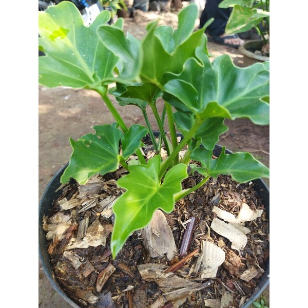 Jual Tanaman hias fillo dendrum /fillo jari | Shopee Indonesia