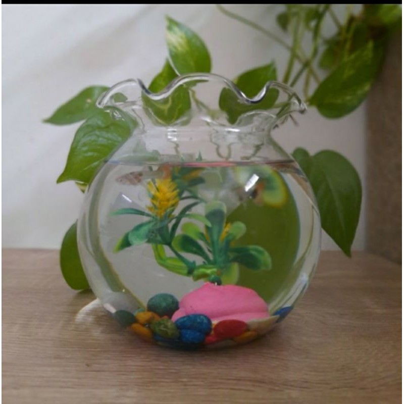 Jual aquarium bulat aquarium bulat fishball 1,5 L DLX | Shopee Indonesia