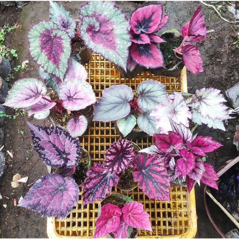 Jual paket 10 jenis begonia(PROM0) | Shopee Indonesia