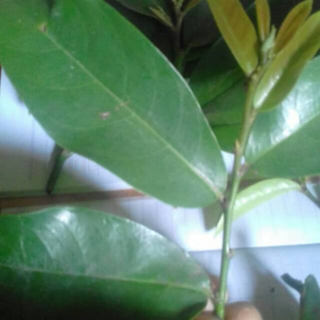 Jual Jual daun buni 1kg | Shopee Indonesia