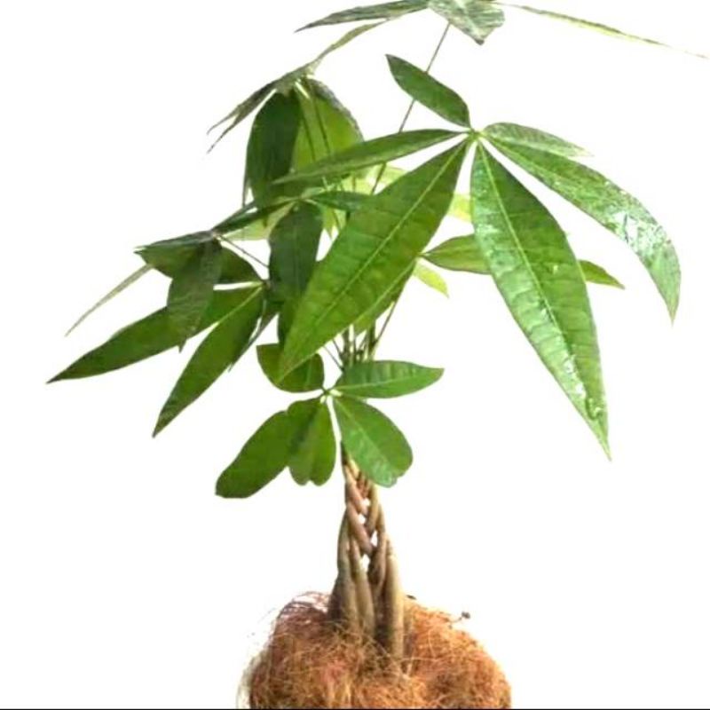 Jual Tanaman Hias Pachira Kepang 3,4,5 Tanaman Money Tree / Aquatica ...