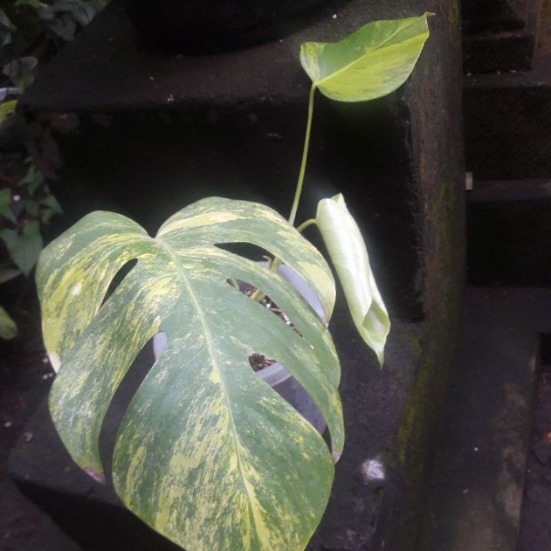 Jual Monstera Marmorata Tricolor Aurea Varigata marmo | Shopee Indonesia