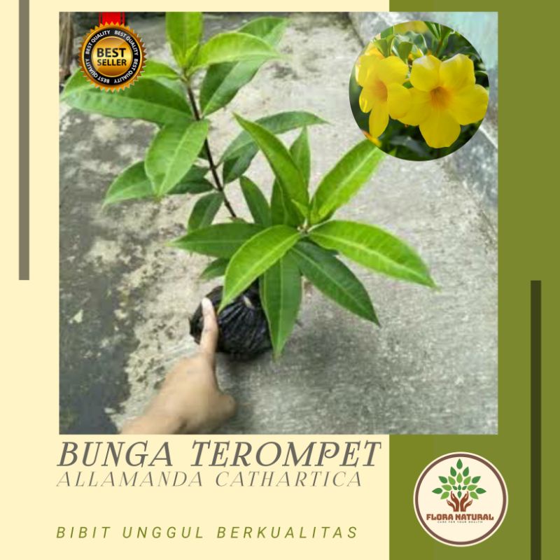 Jual Bibit tanaman hias bunga alamanda kuning Pohon bunga alamanda ...