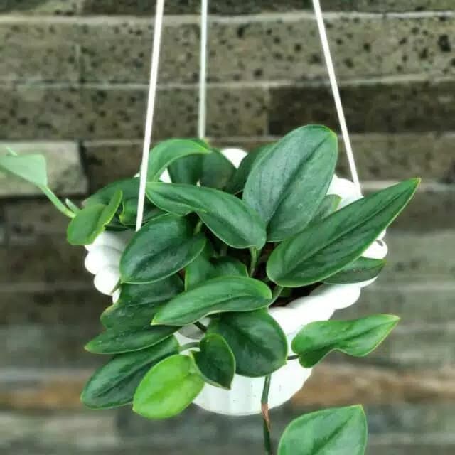 Jual PROMO Tanaman hias srigading susu - sri gading putih susu ...