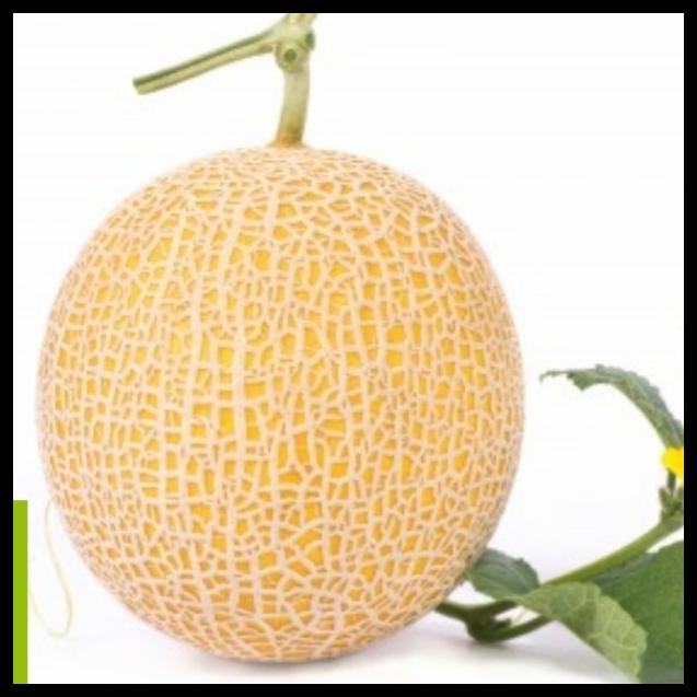 Jual Benih Melon Rz Inthanon - 50 Seeds (Kemasan Repacking) | Shopee ...