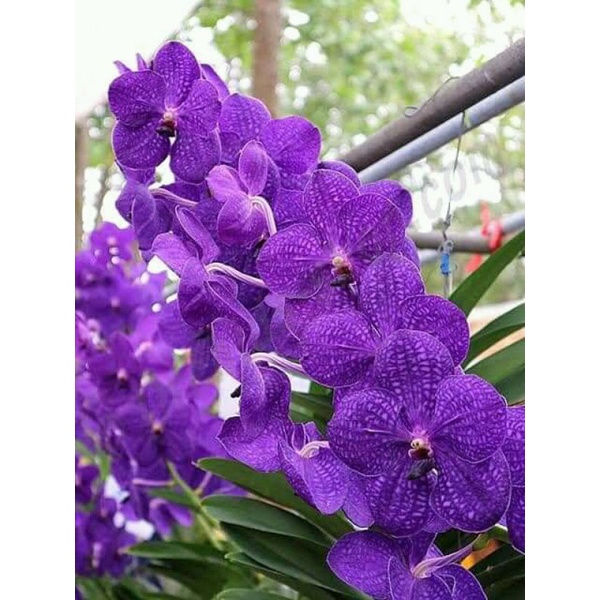 Jual anggrek vanda seedling (bunga biru) | Shopee Indonesia