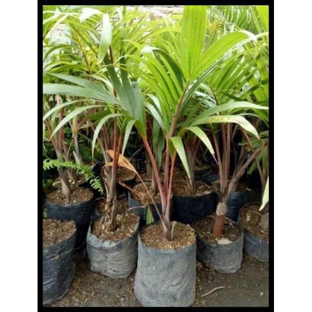 Jual tanaman hias palem botol merah bibit/tanaman hias palem merah ...