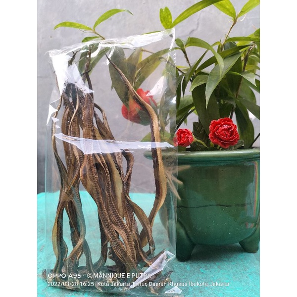 Jual Belut/Baluik Sawah Kering Khas Minang | Shopee Indonesia