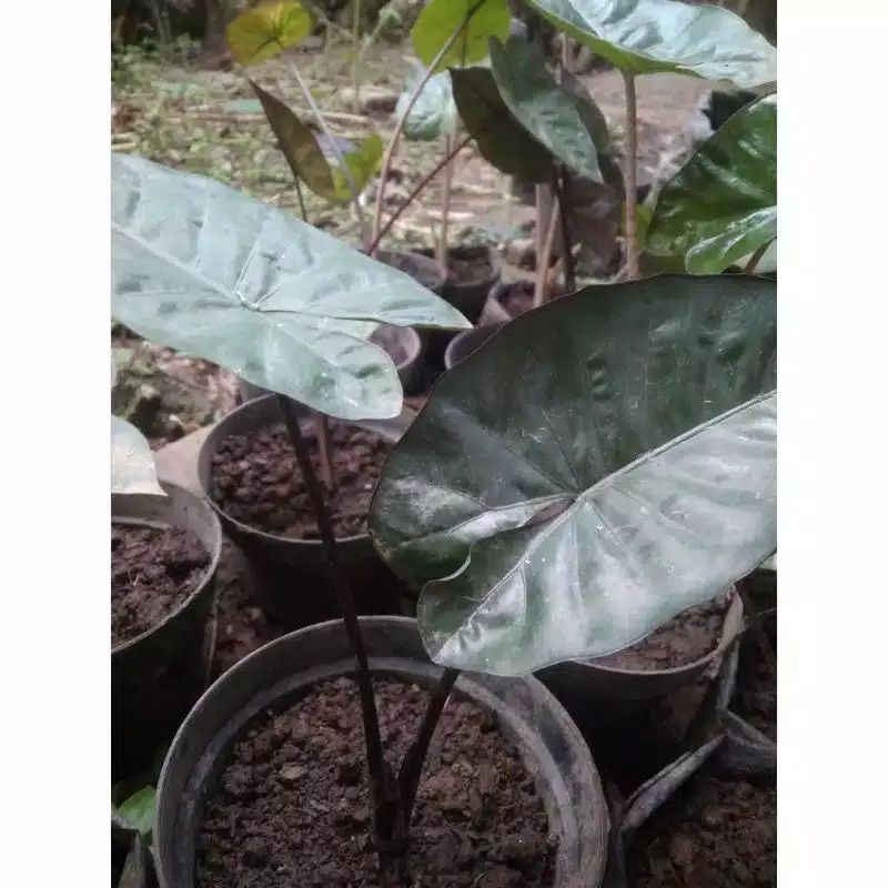 Jual KELADI HITAM ! Tanaman hias caladium black / sente hitam / talas ...