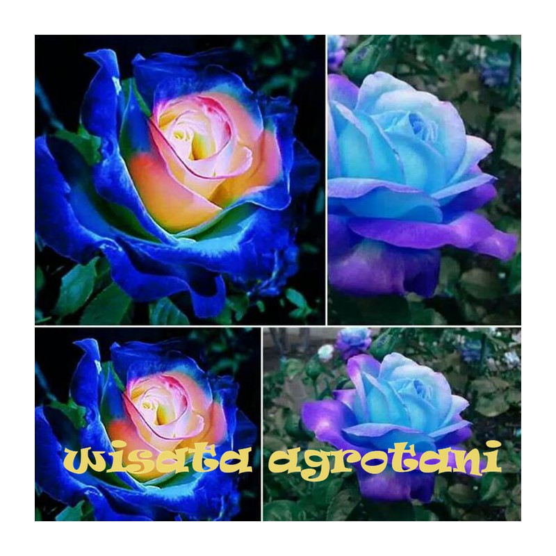 Jual Bibit Mawar Langka Warna Biru Pink Impor Tanaman Hidup - WISATA ...