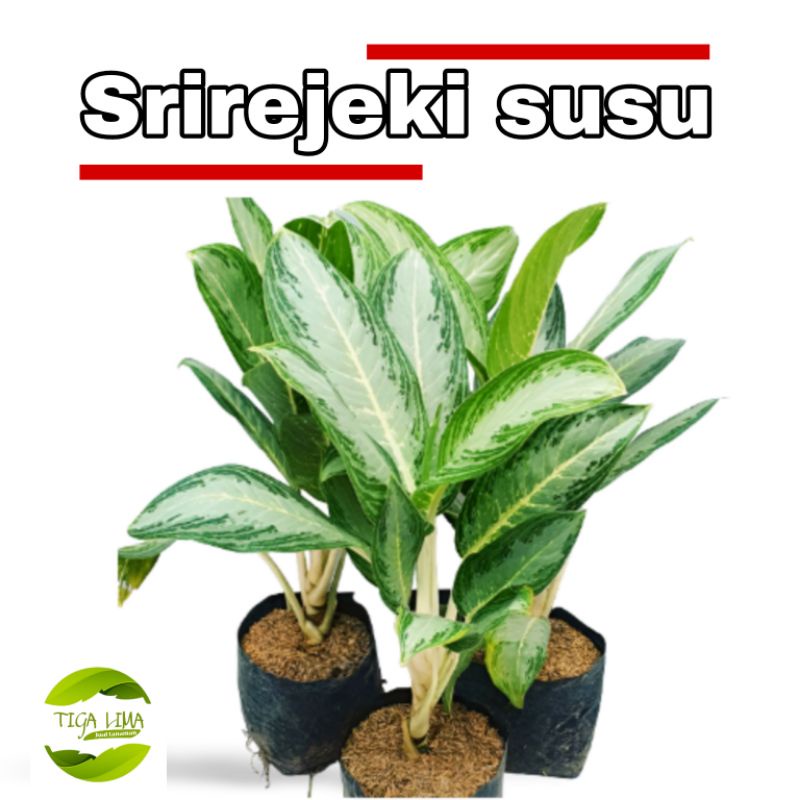 Jual sri rejeki silver/tanaman hias/aglonema Sri rejeki susu rimbun ...