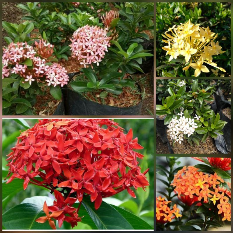 Jual BUNGA ASOKA PAKET 4 WARNA(MERAH,KUNING,PUTIH,PINK) | Shopee Indonesia