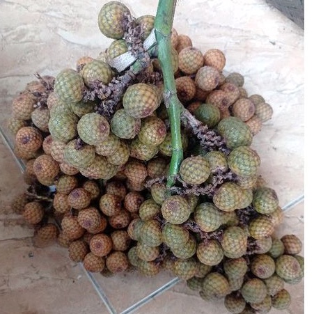 Jual Buah rotan /rotan hutan /500 gram | Shopee Indonesia