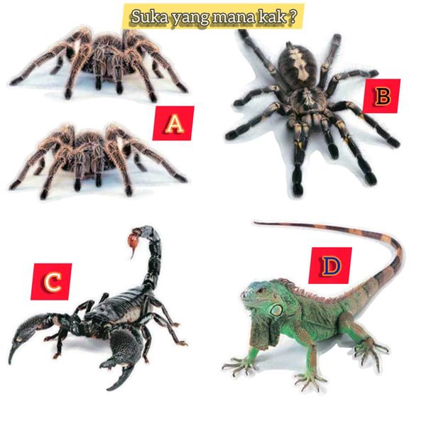 Jual Stiker mobil 3D bentuk laba laba atau tarantula sesuai gambar ...