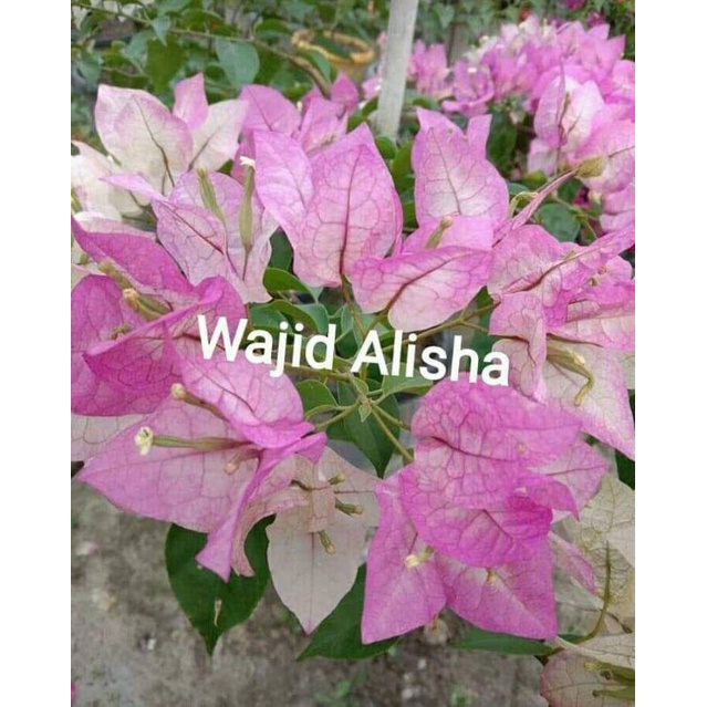 Jual Stek Batang Bougenville Import Wajid Alisha Shopee Indonesia