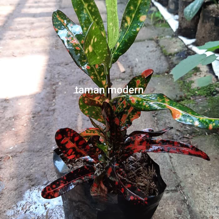 Jual POHON PURING TERI DAUN MERAH-bibit tanaman puring teri daun merah ...