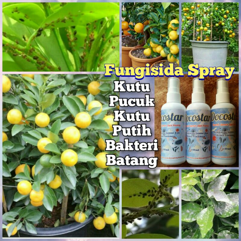 Jual Fungisida Hama Tanaman Jeruk Kutu Putih | Shopee Indonesia