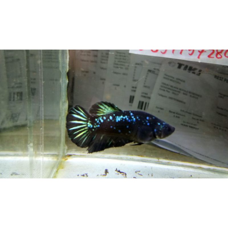 Jual avatar,nemo cooper | Shopee Indonesia