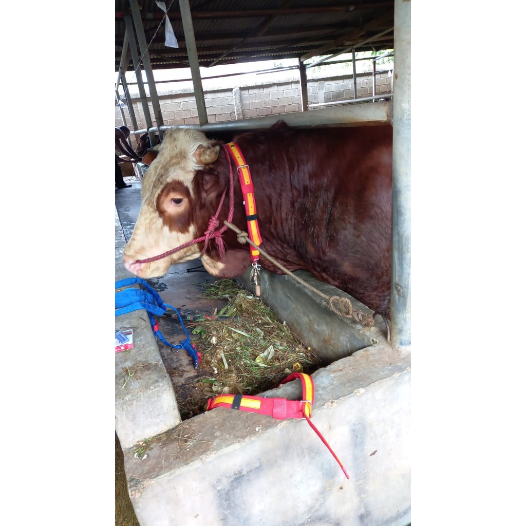 Jual kly [COD] Kalung Sapi Kerbau Lonceng Besar Ukuran XL | Shopee ...