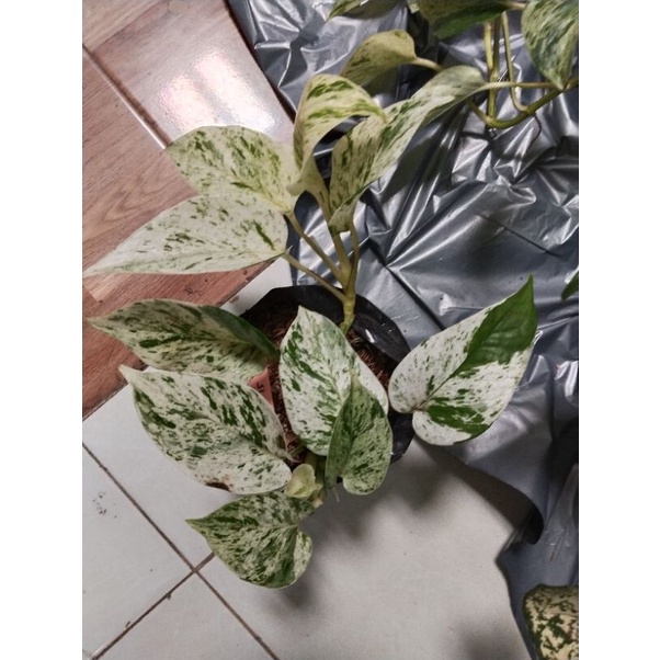 Jual Tanaman Sirih Marble | Shopee Indonesia