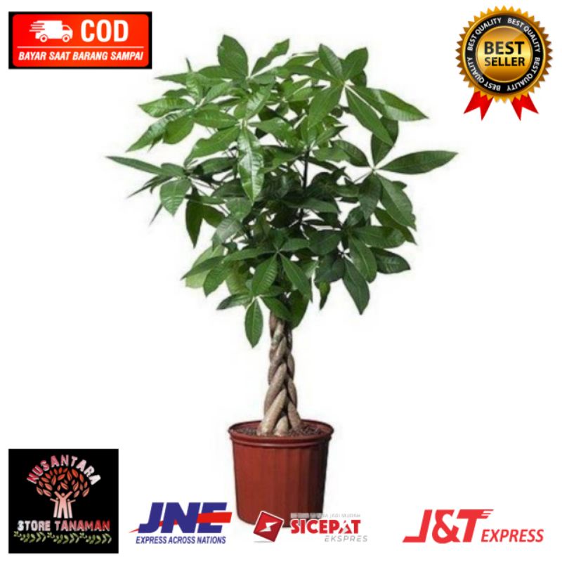 Jual Tanaman hias Pacira Kepang 9 - Pachira Money Tree | Shopee Indonesia