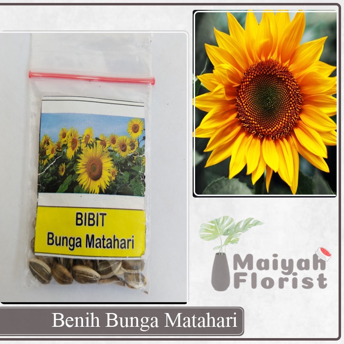 Jual Benih Bunga Matahari Asli 20 Seed - Untuk Ditanam - Bukan Makanan ...