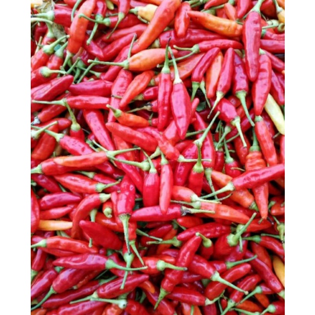 Jual Cabe Rawit Merah Cabai Domba cabai galak 100gr | Shopee Indonesia