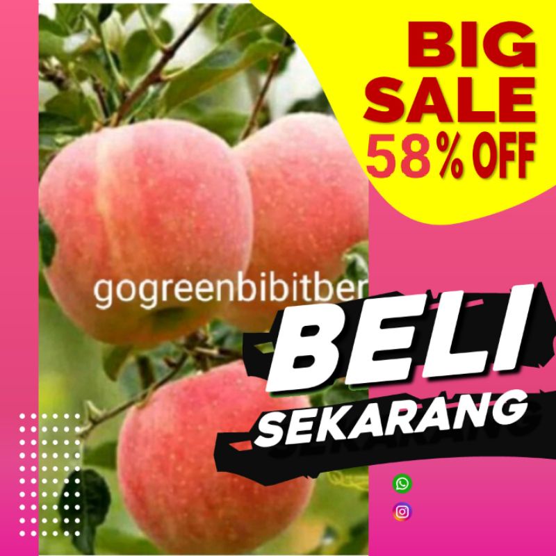 Jual Bibit tanaman buah apel pink honey cangkok beli 12 bonus 1 ...
